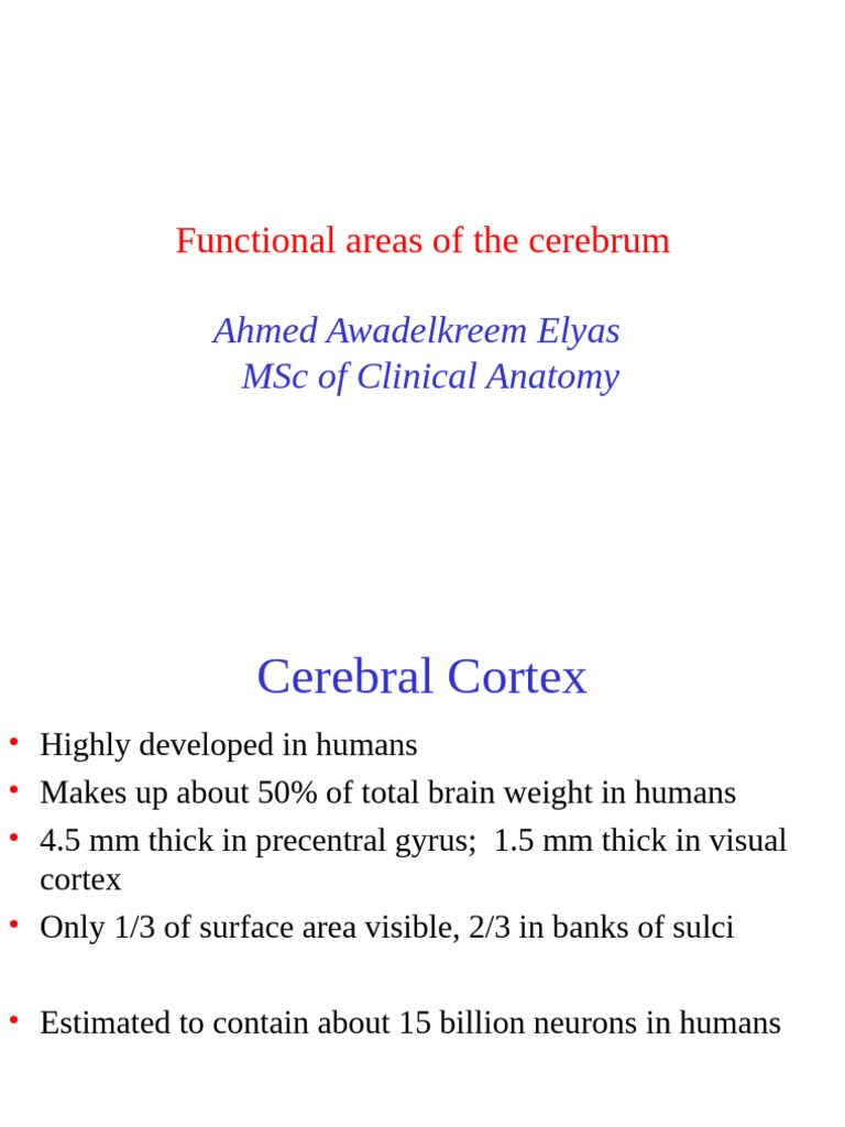 2.functional Areas of The Cerebrum | PDF | Cerebral Cortex | Parietal Lobe