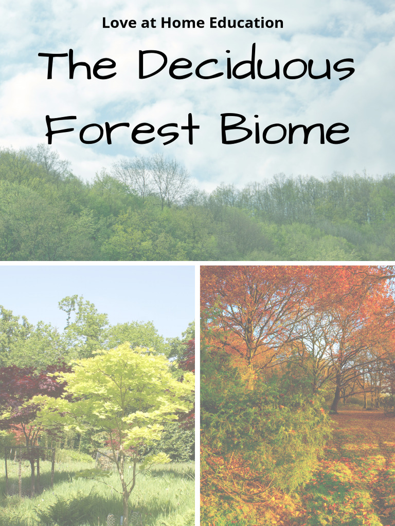 _Updated 2021 Deciduous- Biomes of the World | PDF | Leaf | Forests