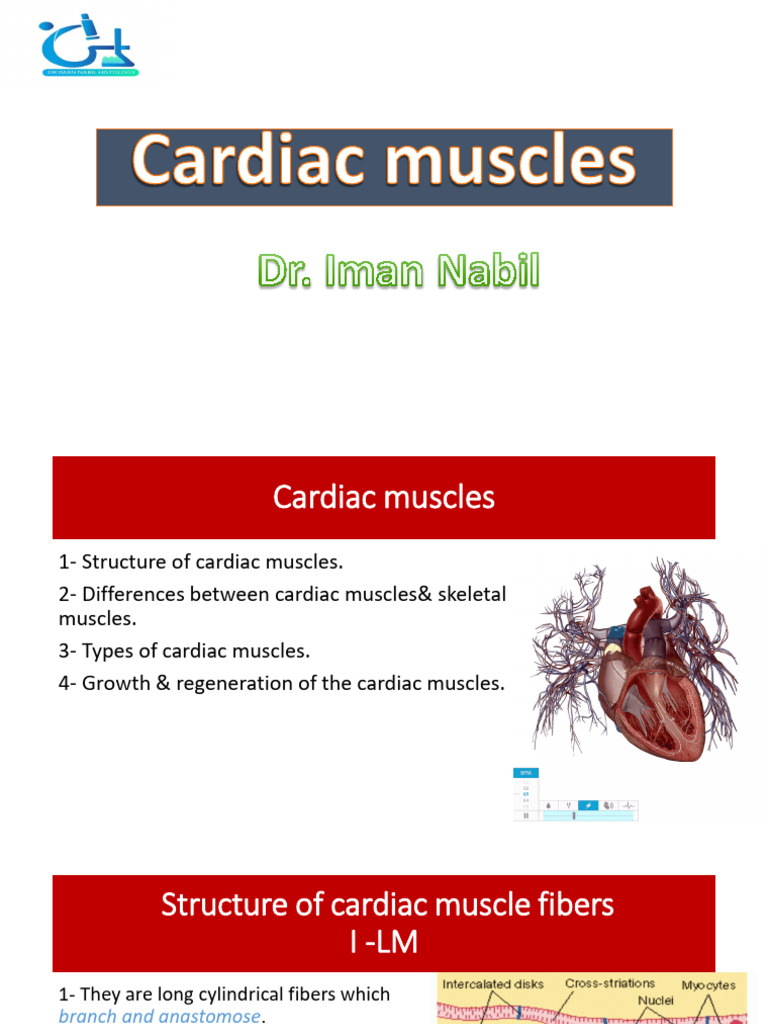 Overview of Cardiac Muscle Structure | PDF | Cardiac Muscle | Skeletal ...