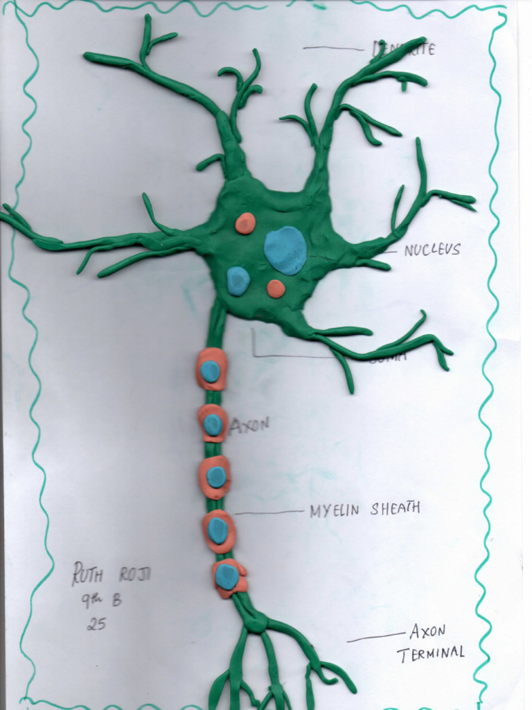 Biology Neuron Model 002 | PDF