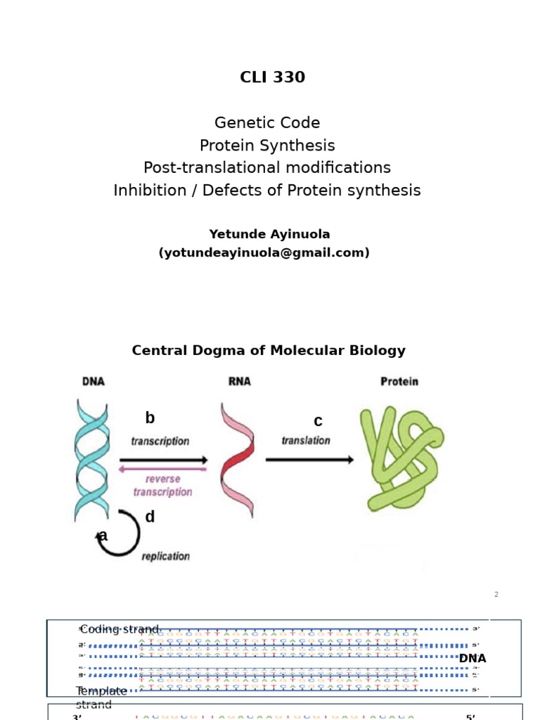 L1 - Protein Synthesis Slide | PDF | Translation (Biology) | Ribosome