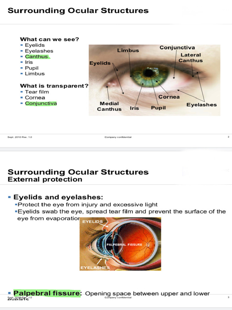 Eye Anatomy | PDF