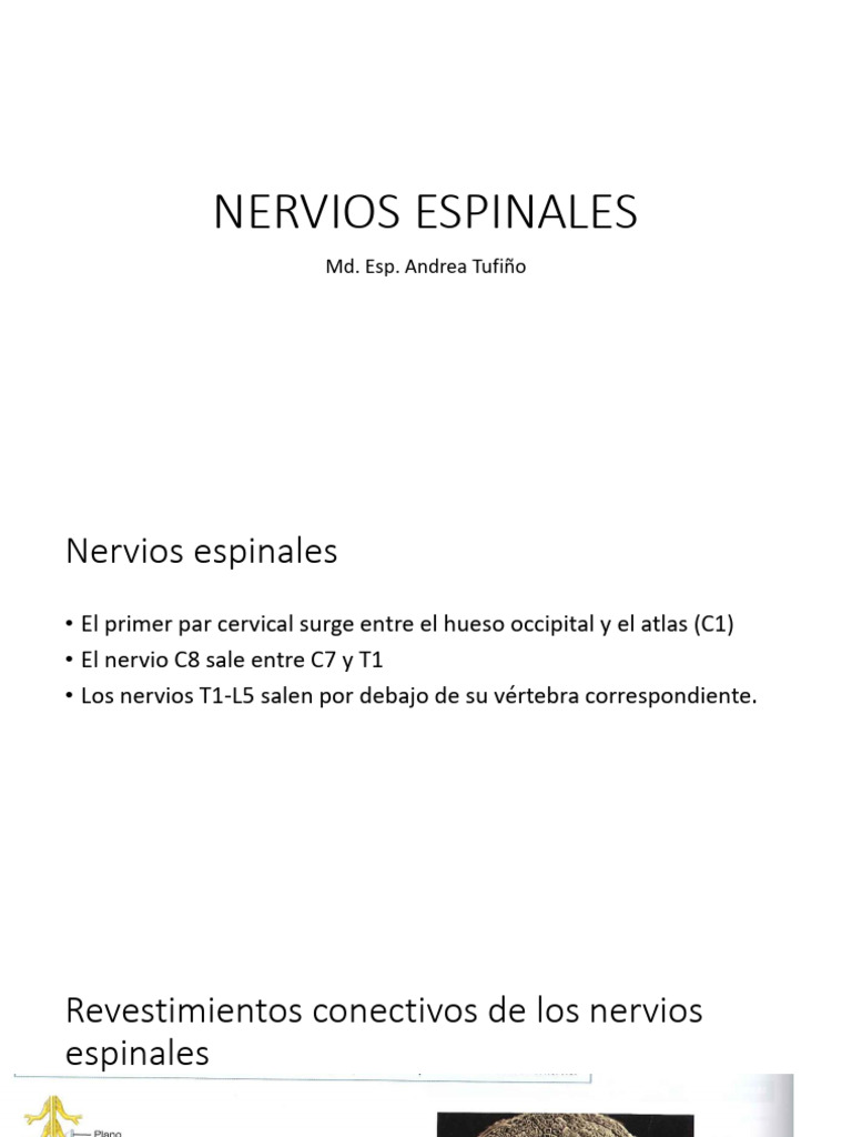 Anatomía de Nervios Espinales y Craneales | PDF