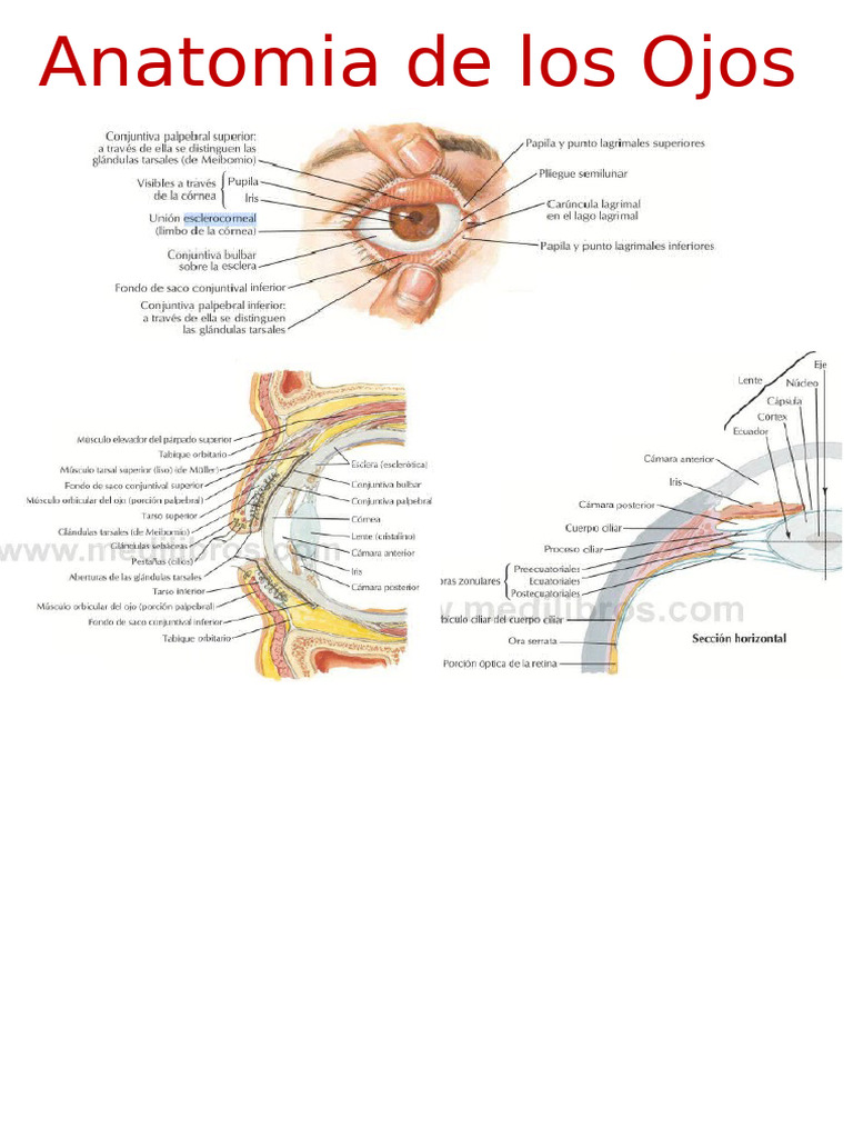 Anatomia Del Ojo | PDF