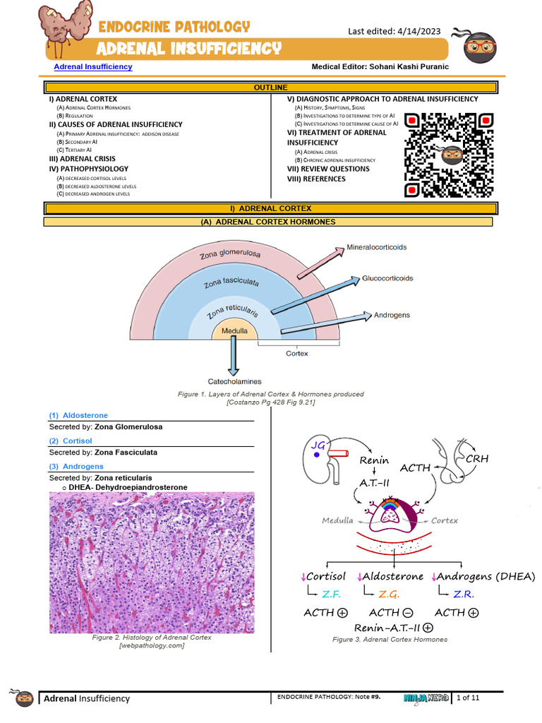 Adrenal Insufficiency Atf | PDF | Adrenal Gland | Adrenocorticotropic ...