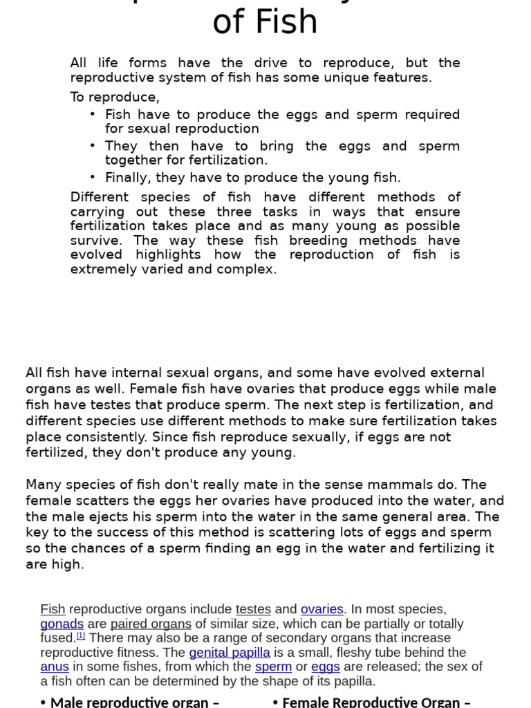 Reproductive System of Fish | PDF | Reproductive System | Testicle