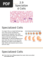Specialised Animal Cells - Living Organisms - KS3 Biology - BBC ...