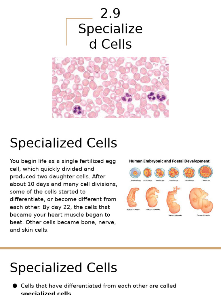 Understanding Specialized Cells | PDF | Cell (Biology) | Plants