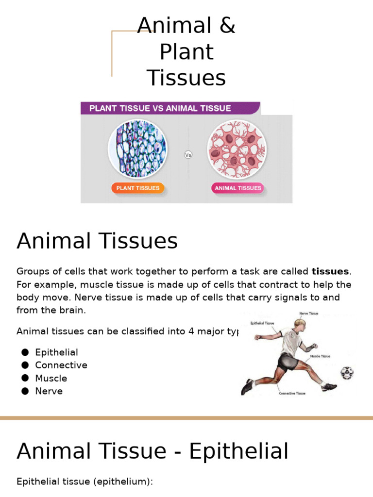 Copy of L11. Animal & Plant Tissues | PDF | Tissue (Biology) | Muscle