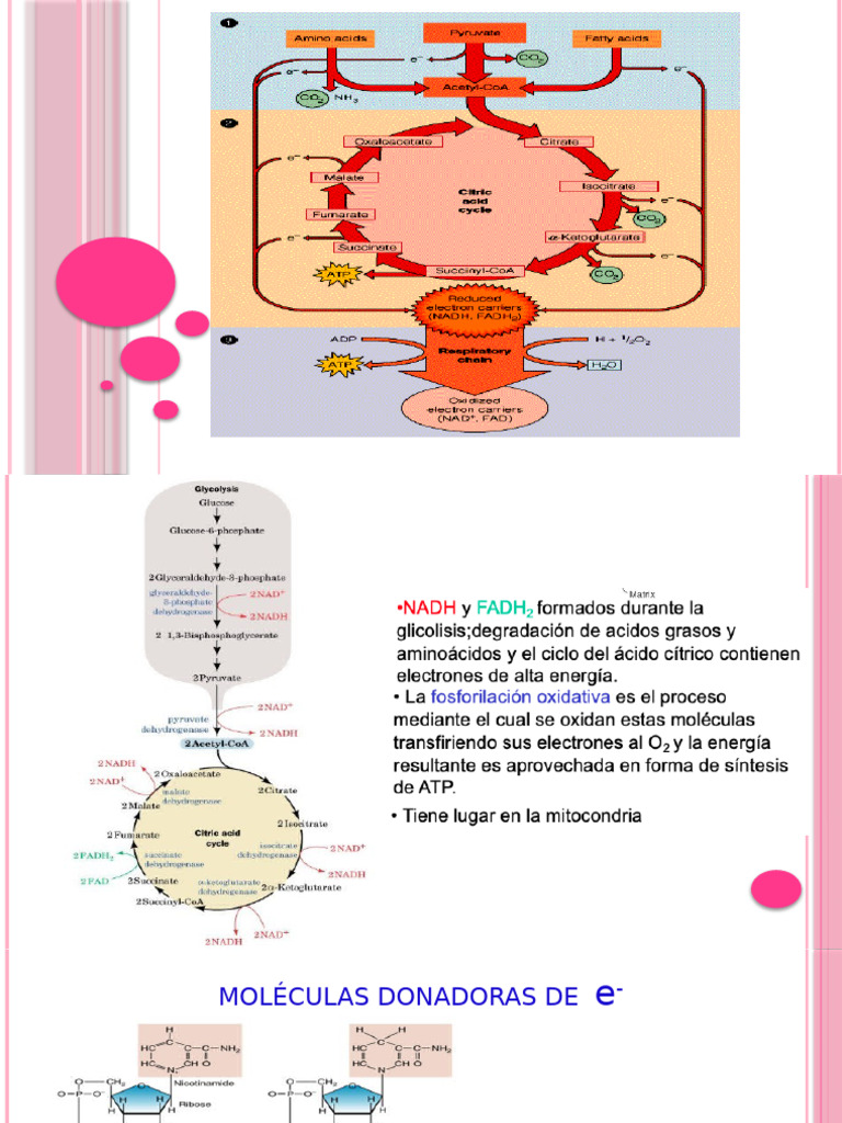 Copia de 4 Fosforilación Oxidativa-Cadena Respiratoria | PDF ...