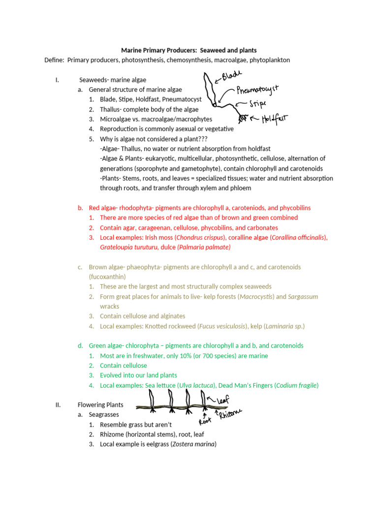 Algae, Plant, Plankton notes | PDF | Algae | Plants