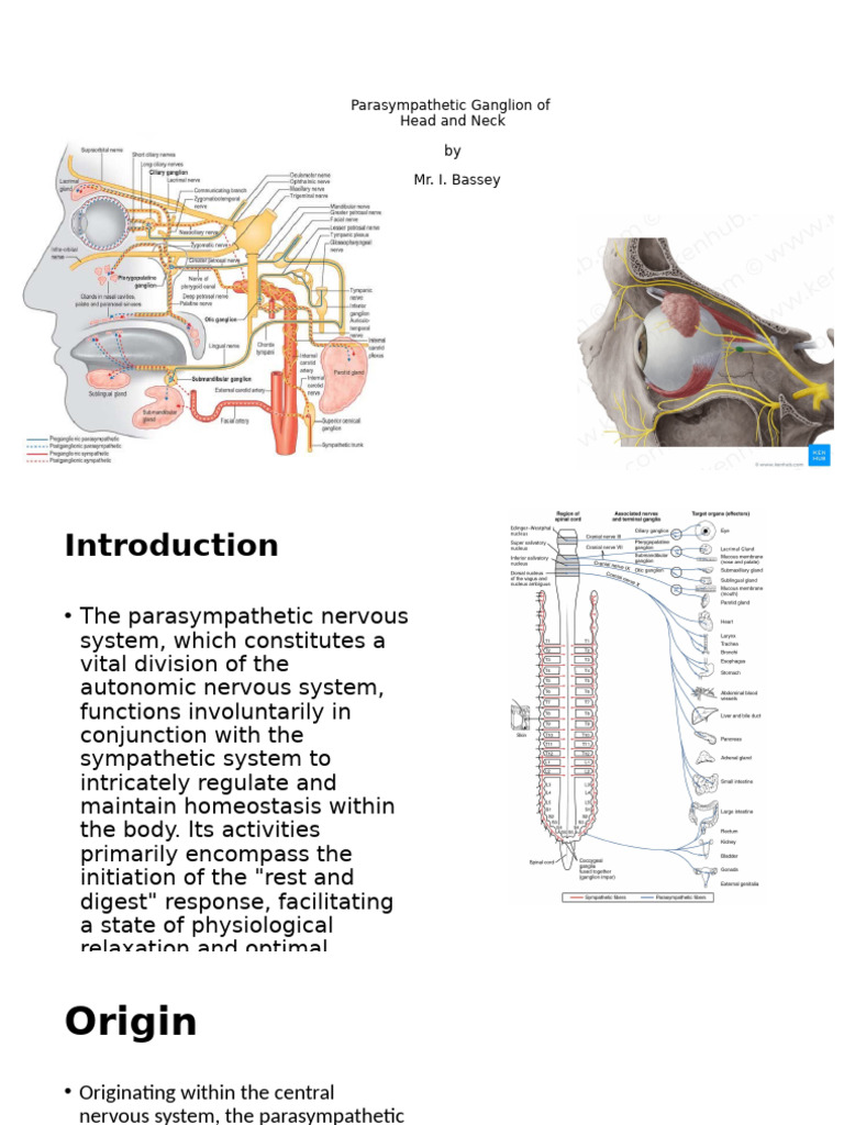 Parasympathetic Ganglia in Head & Neck | PDF | Autonomic Nervous System ...