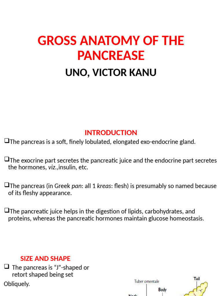 Gross Anatomy of The Pancrease - 010154 | PDF | Pancreas | Gastroenterology