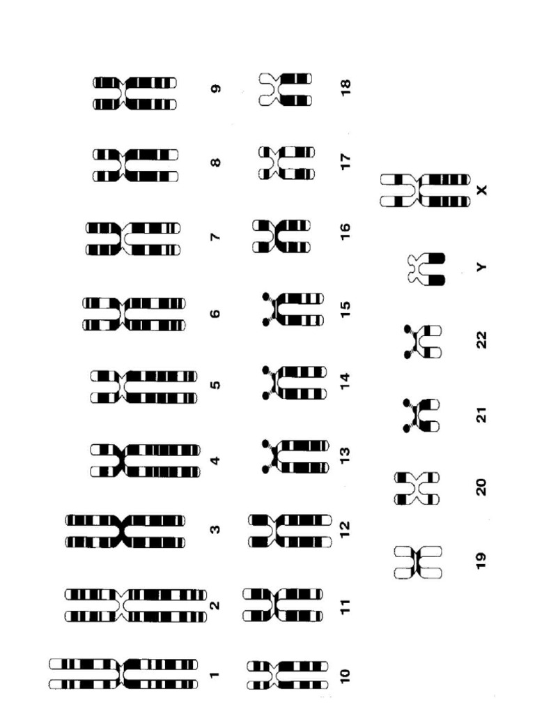 cariotipo xccc | PDF