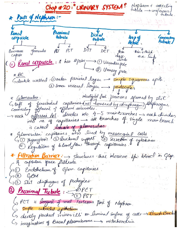 Histo 2nd Year Notes | PDF