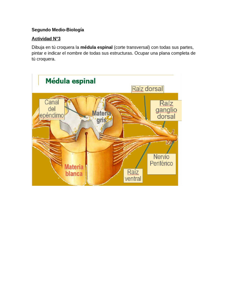 Dibujo de la médula espinal y partes | PDF