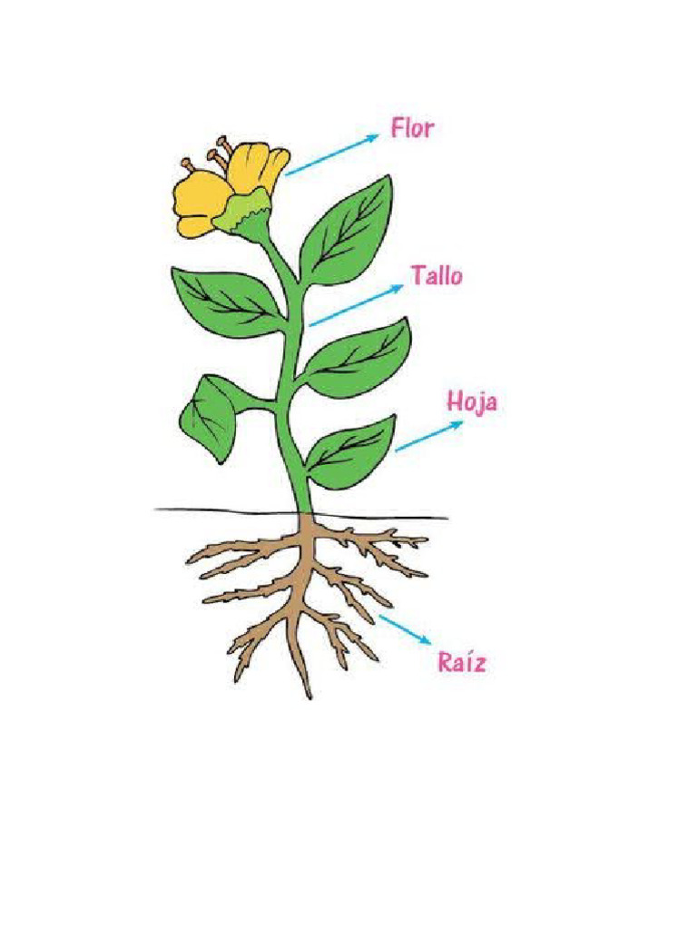 Las Partes de Una Planta | PDF