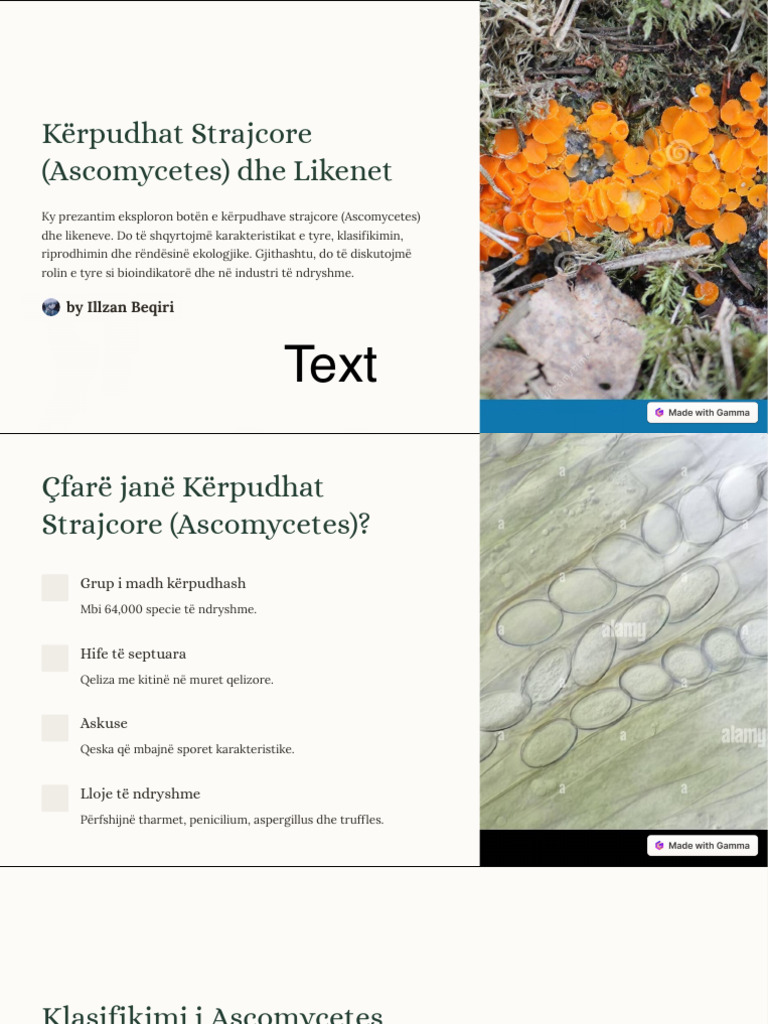 Kerpudhat Strajcore Ascomycetes Dhe Likenet | PDF