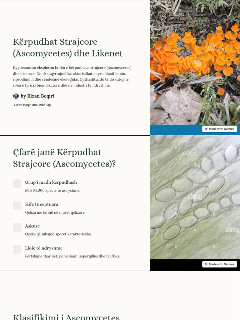 Kerpudhat Strajcore Ascomycetes Dhe Likenet | PDF