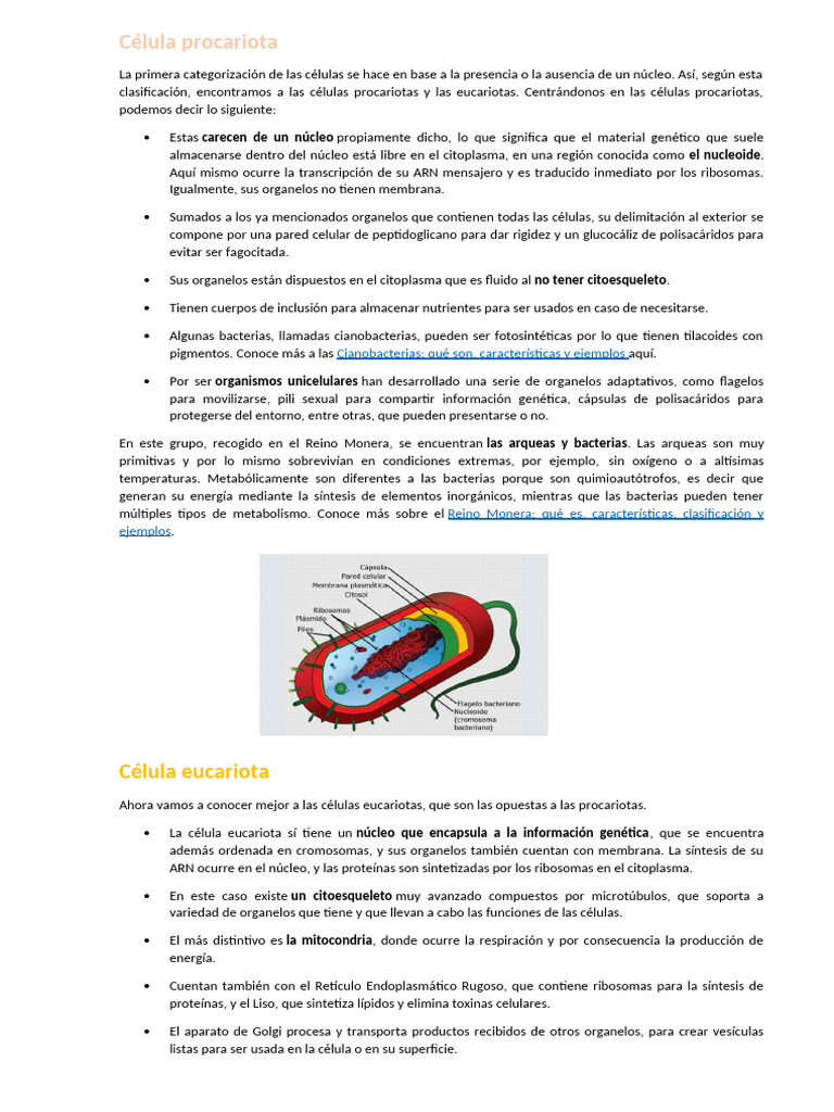 Célula procariota | PDF | Biología Celular) | Las bacterias