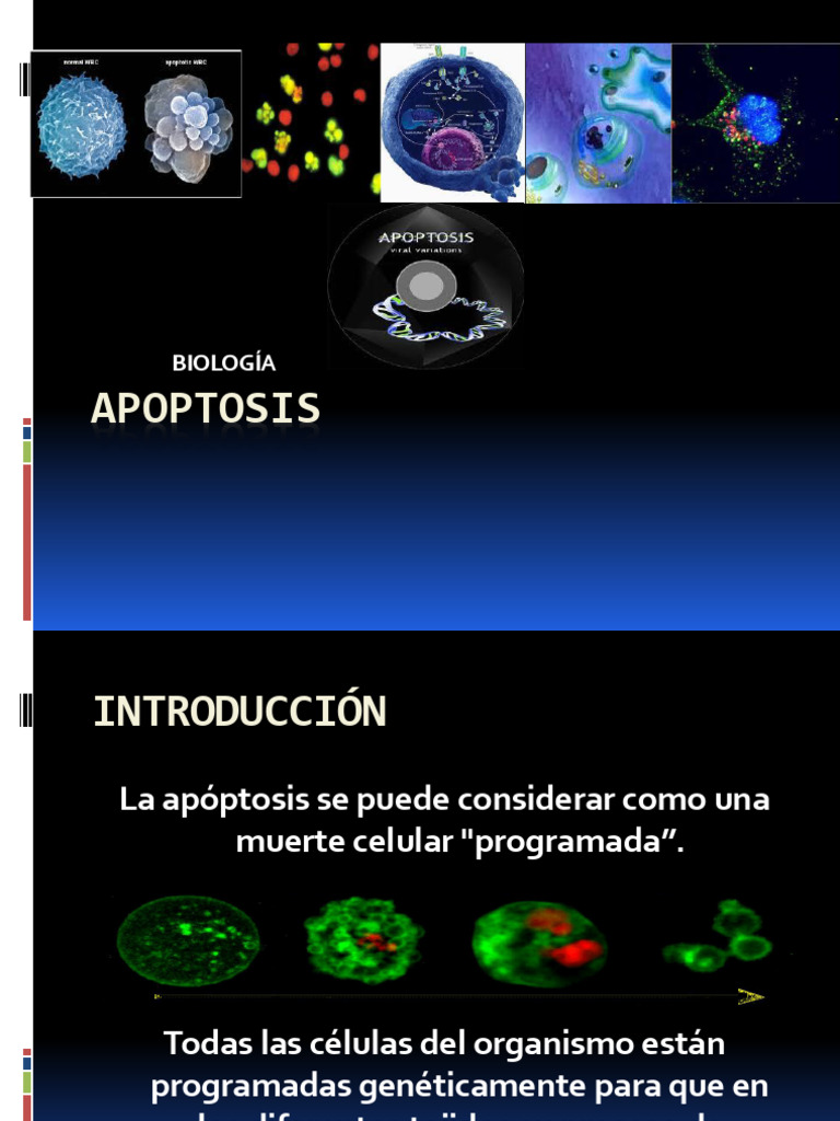 Mecanismos y fases de la apóptosis | PDF | Apoptosis | Biología Celular