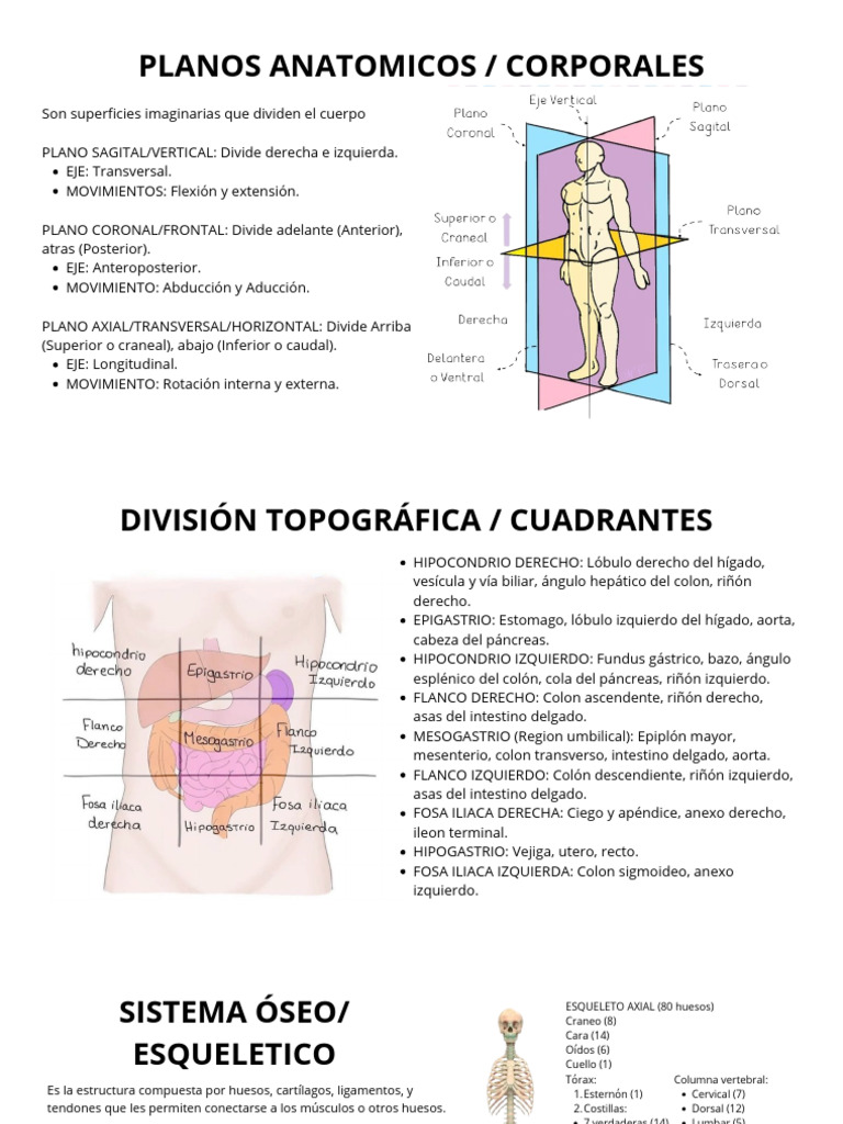 Planos Anatomicos | PDF | Hueso | Articulación