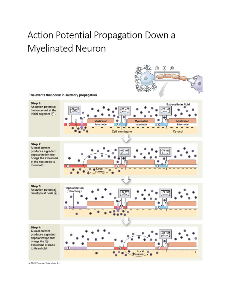 Action Potential Propagation Down A Myelinated Neuron | PDF
