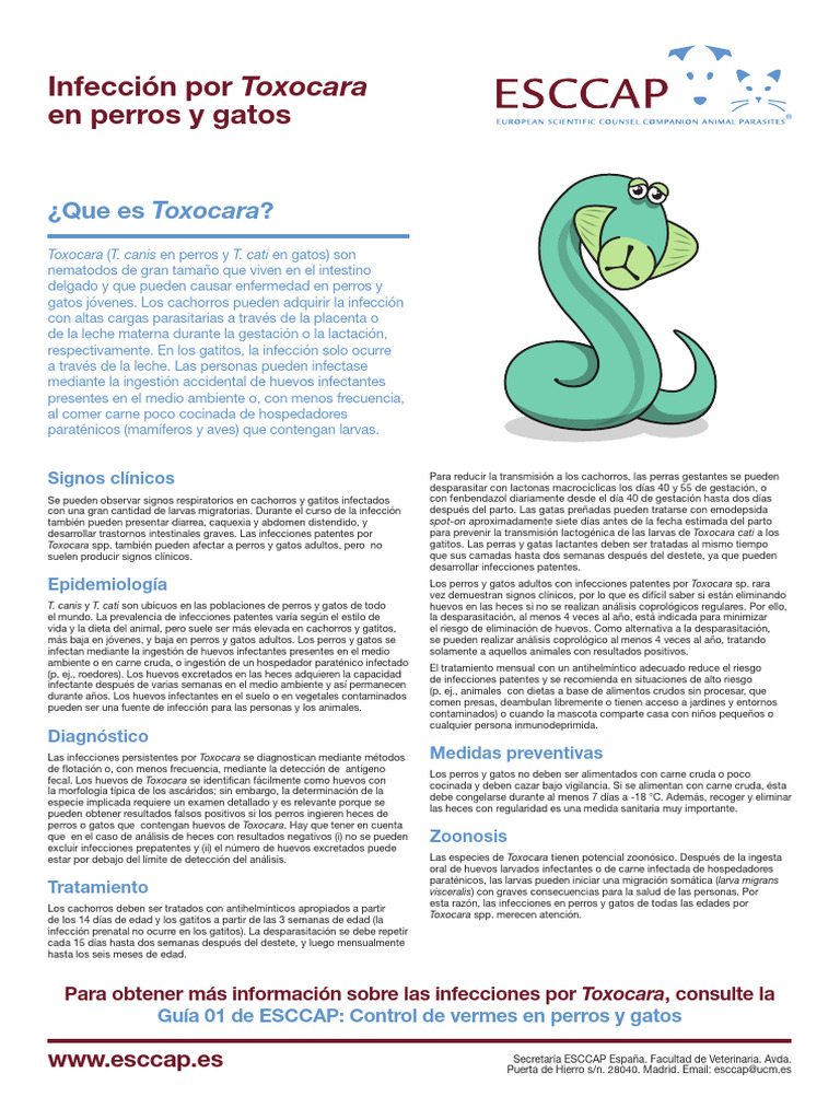 1407 ESCCAP FS7 Toxocara Fact Sheet Spanish v3 | PDF | Gatos | Perros