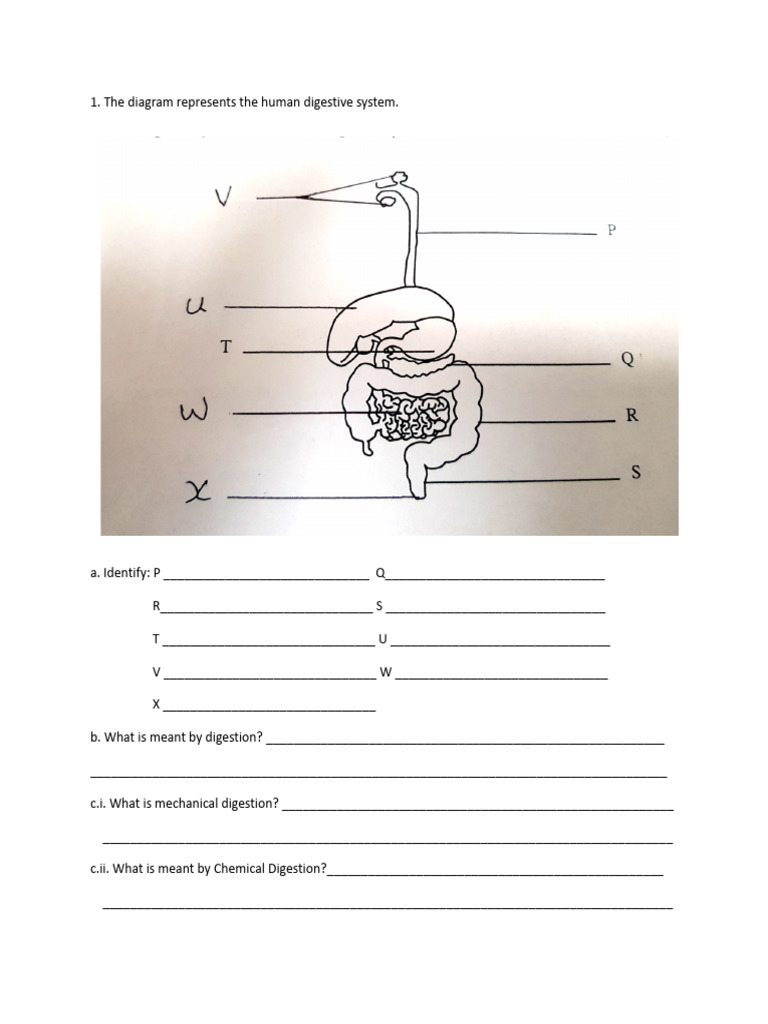 Grade 7 Digestive System Overview | PDF | Digestion | Biochemistry