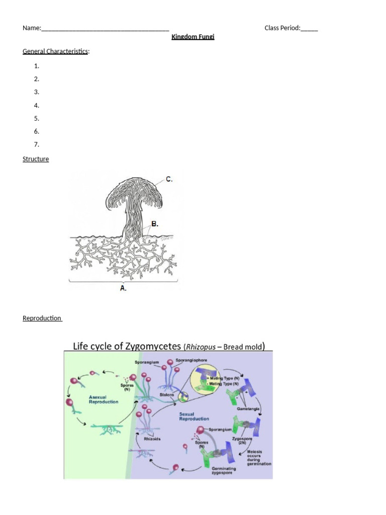 Overview of Kingdom Fungi | PDF