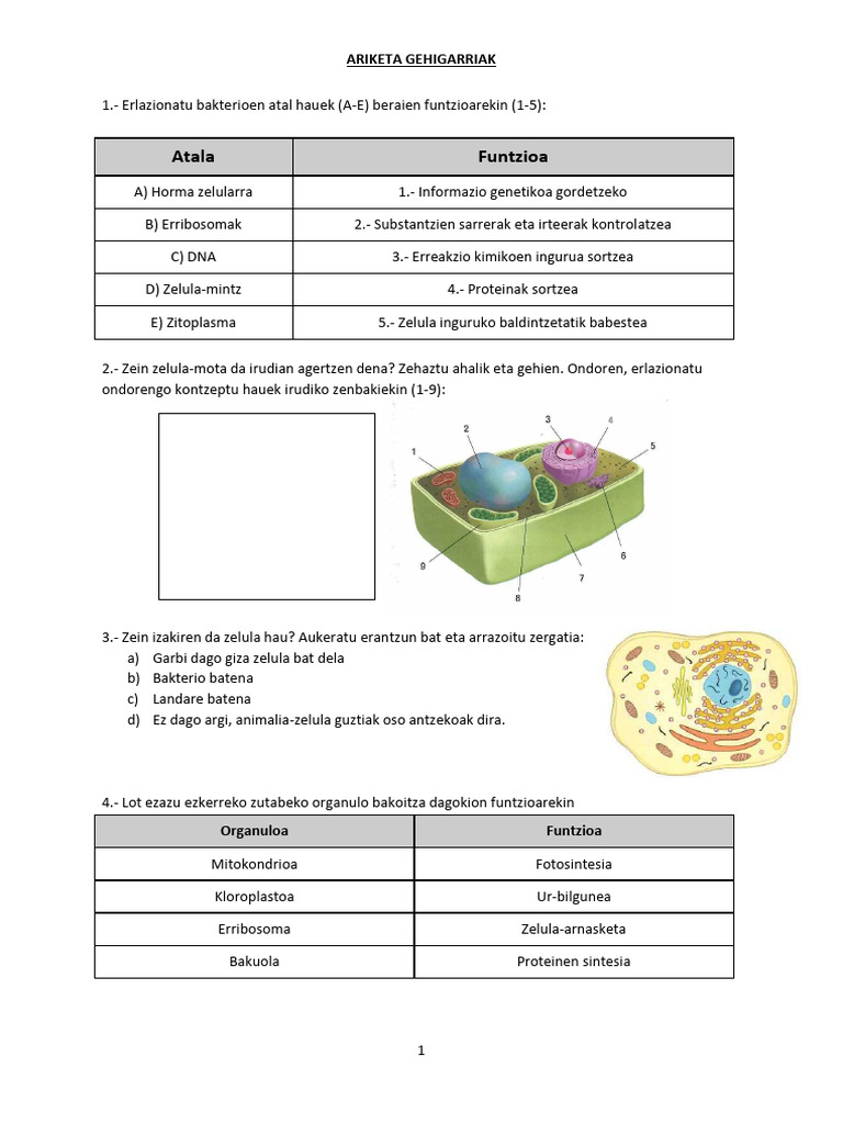 Ariketa Zelula | PDF