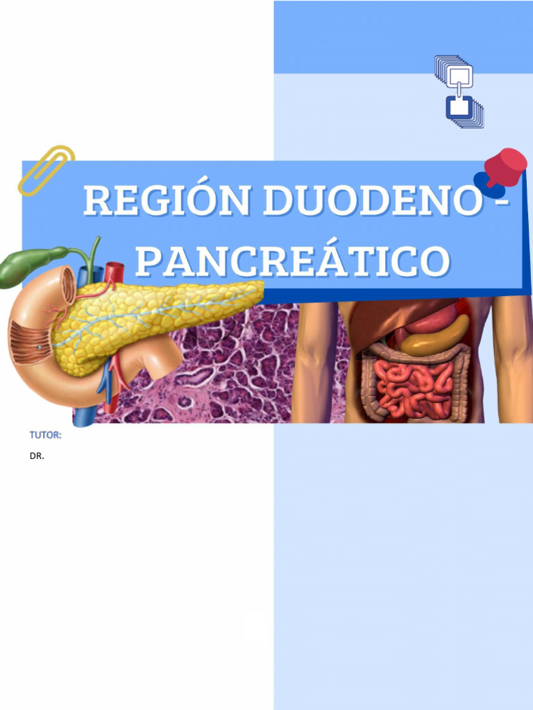 Región Duodeno - Páncreas Ofi | PDF | Páncreas | Insulina