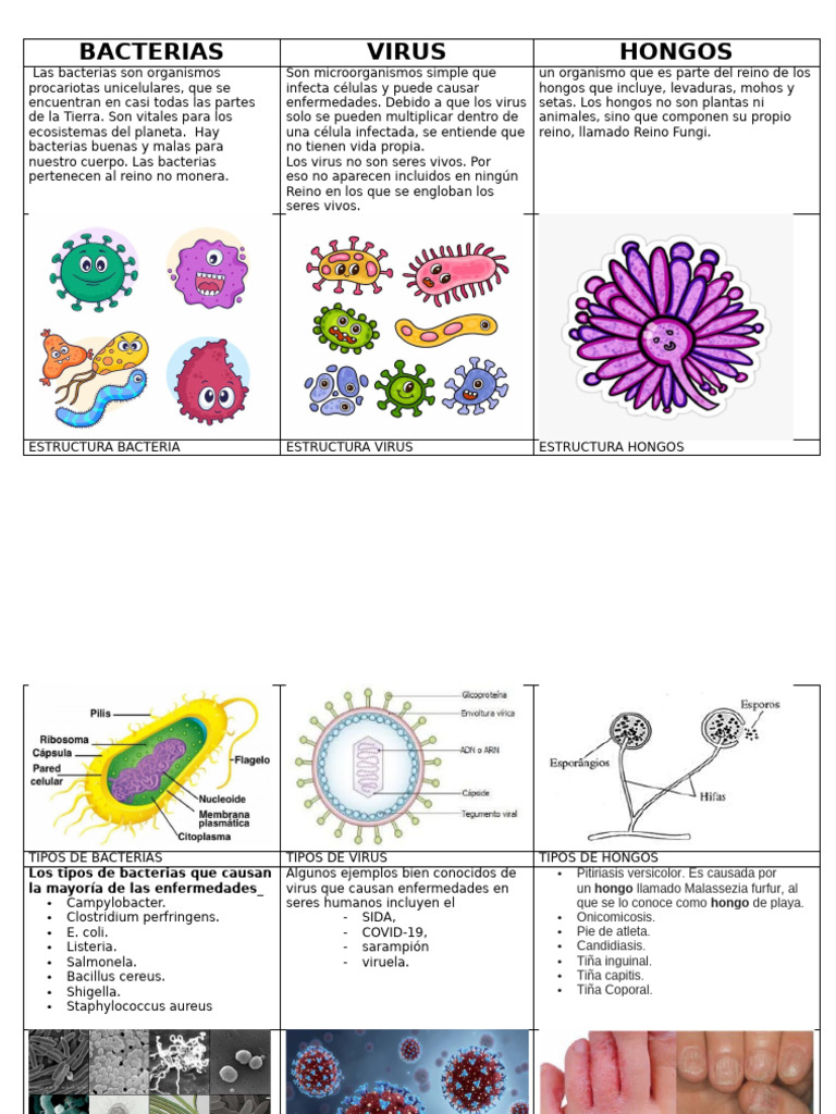 BACTERIAS Virus y Hongos | PDF