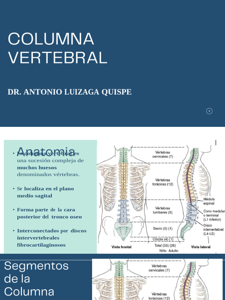 rx columna vertebral normal 2024 (2) | PDF | Vértebra | La columna vertebral