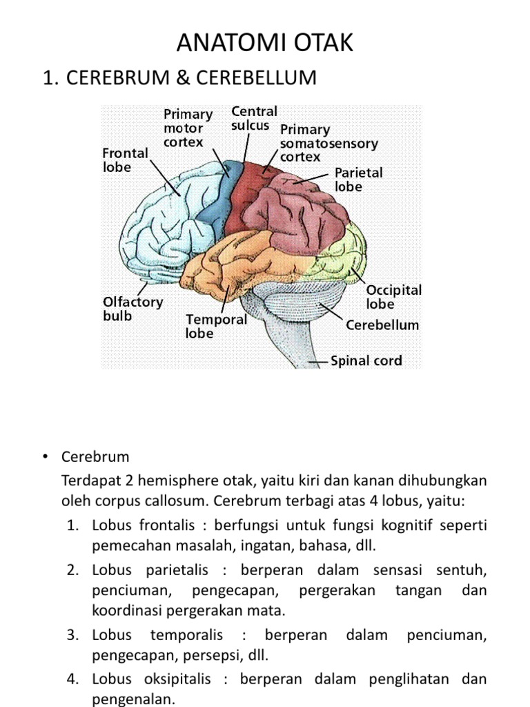 Anatomi Otak | PDF