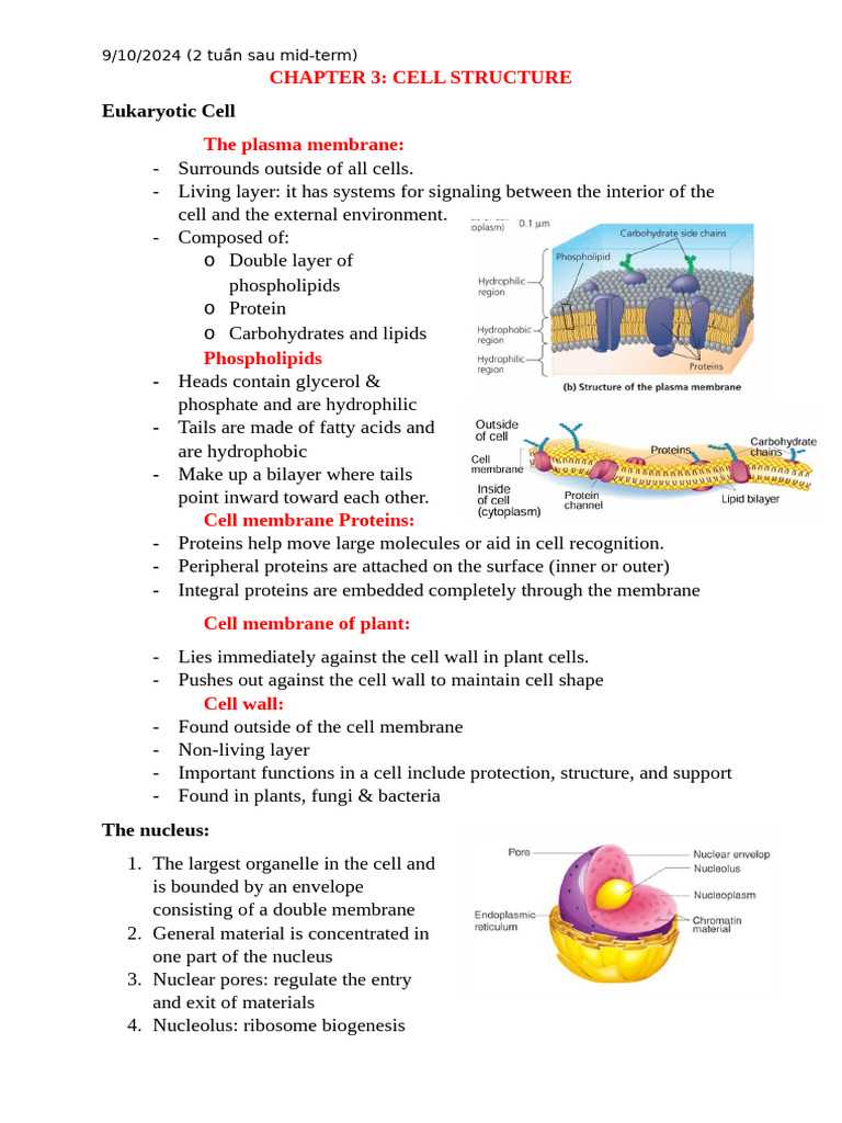 Chapter 3 - Cell Structure | PDF | Endoplasmic Reticulum | Cell (Biology)