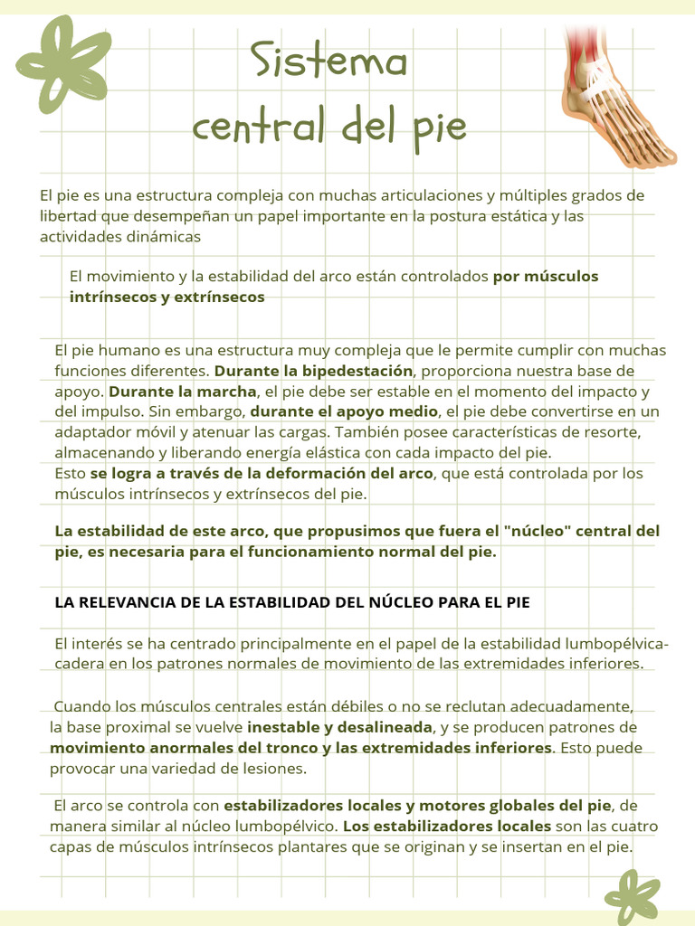 Estabilidad y Función del Pie Humano | PDF | Pie | Músculo