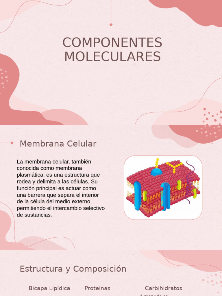 Componentes Moleculares | PDF | Membrana celular | Receptor (Bioquímica)