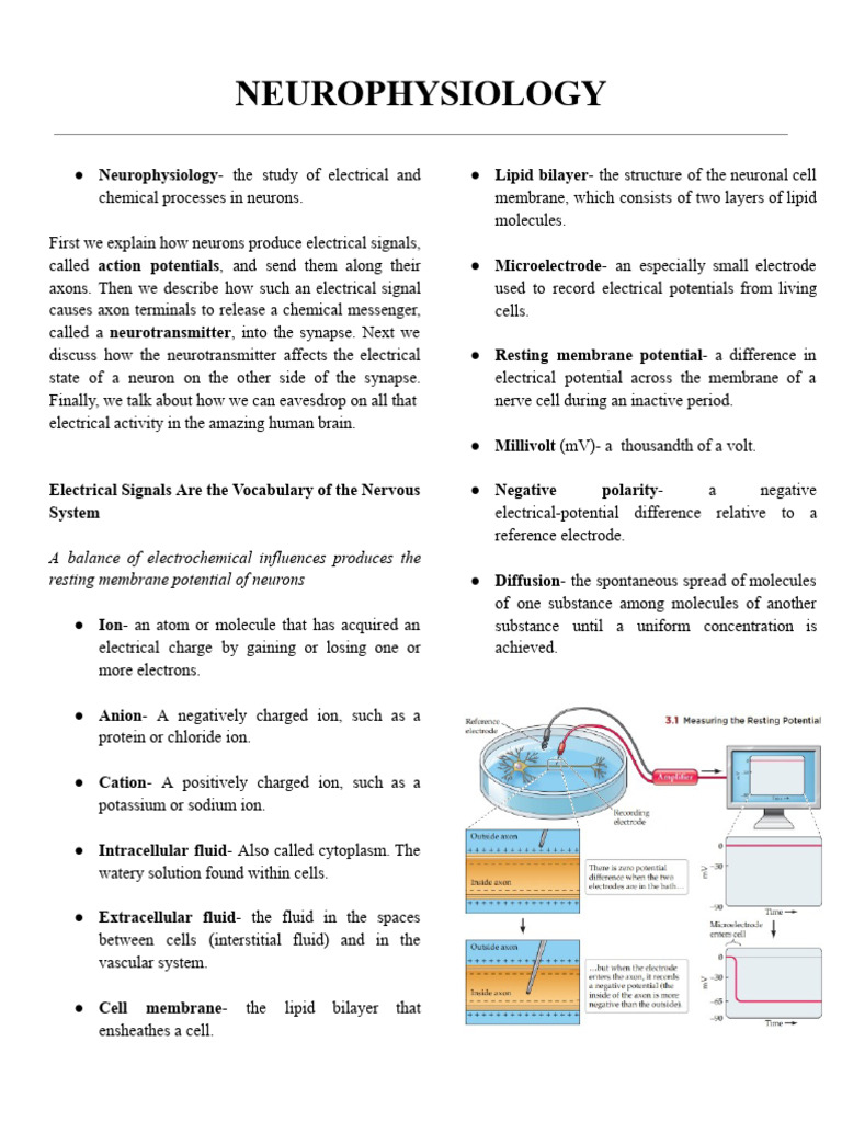 NEUROPHYSIOLOGY | PDF | Chemical Synapse | Neurotransmitter