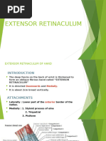 Flexor Extensor Retinaculum of The Hand | PDF | Thumb | Hand