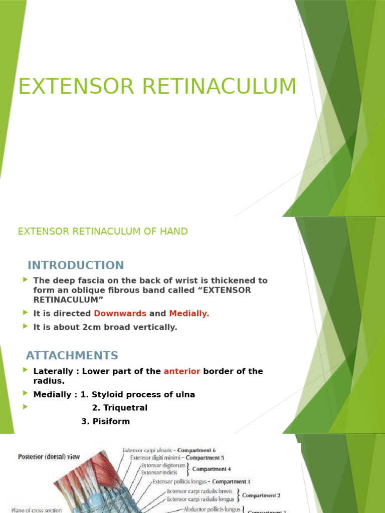 Extensor Retinaculum of the Hand Explained | PDF