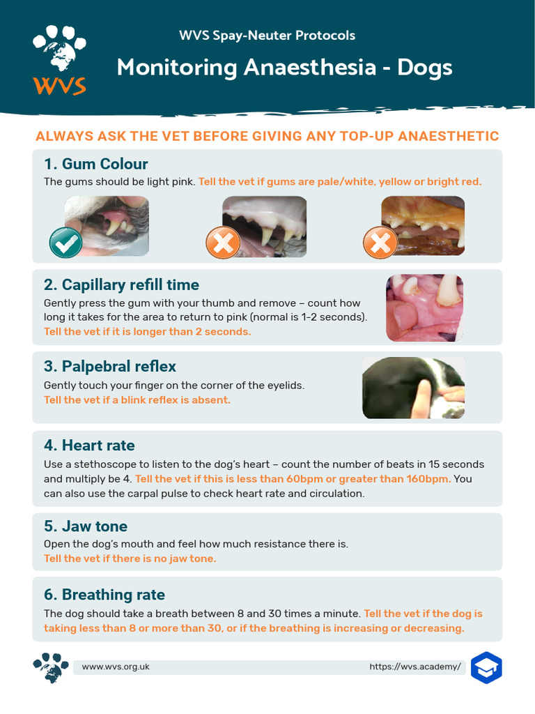 Dog Anesthesia Monitoring Guidelines | PDF