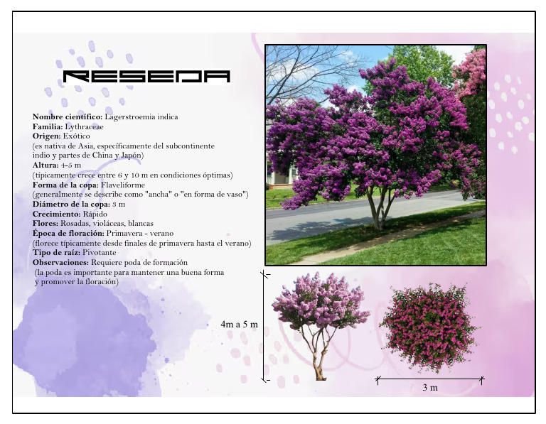 Árbol de Reseda: Características y Cuidados | PDF