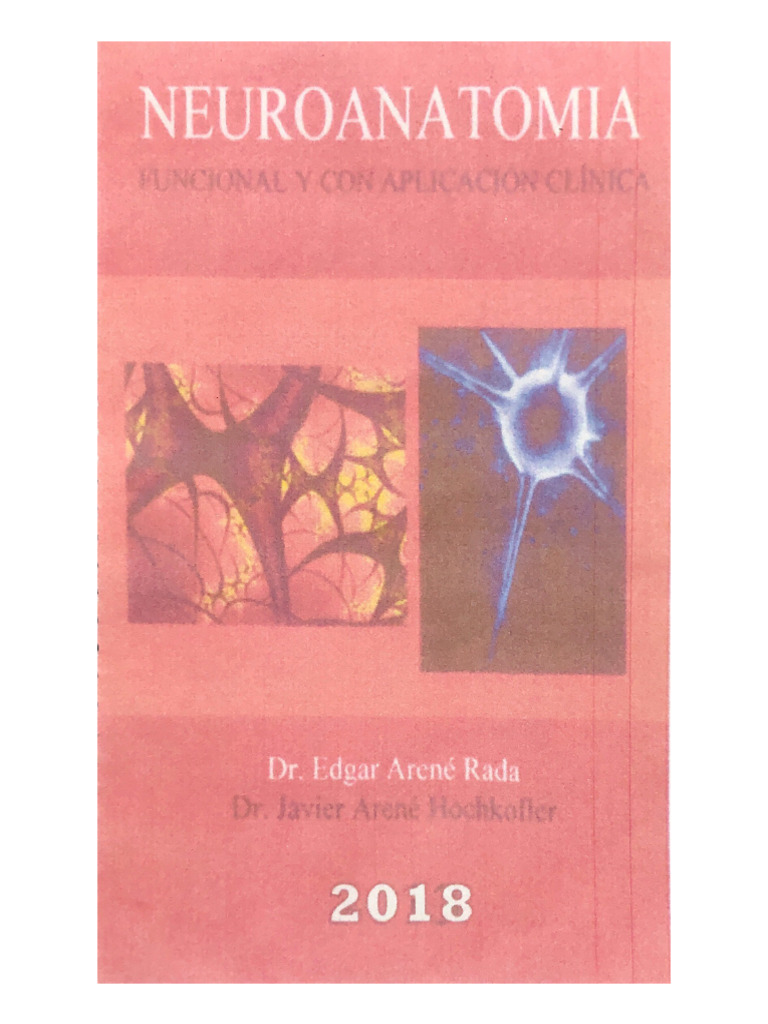 Neuroanatomia ARENE | PDF