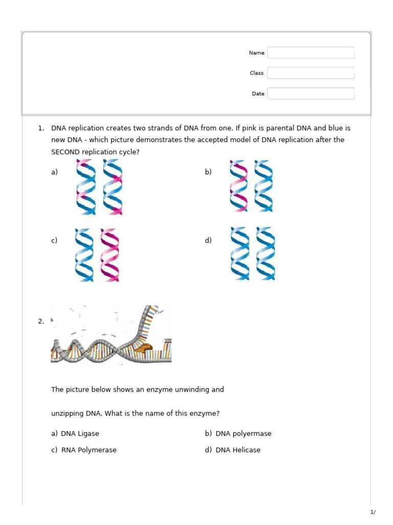 DNA Replication Worksheet 24.2.2025 | PDF | Dna Replication | Dna
