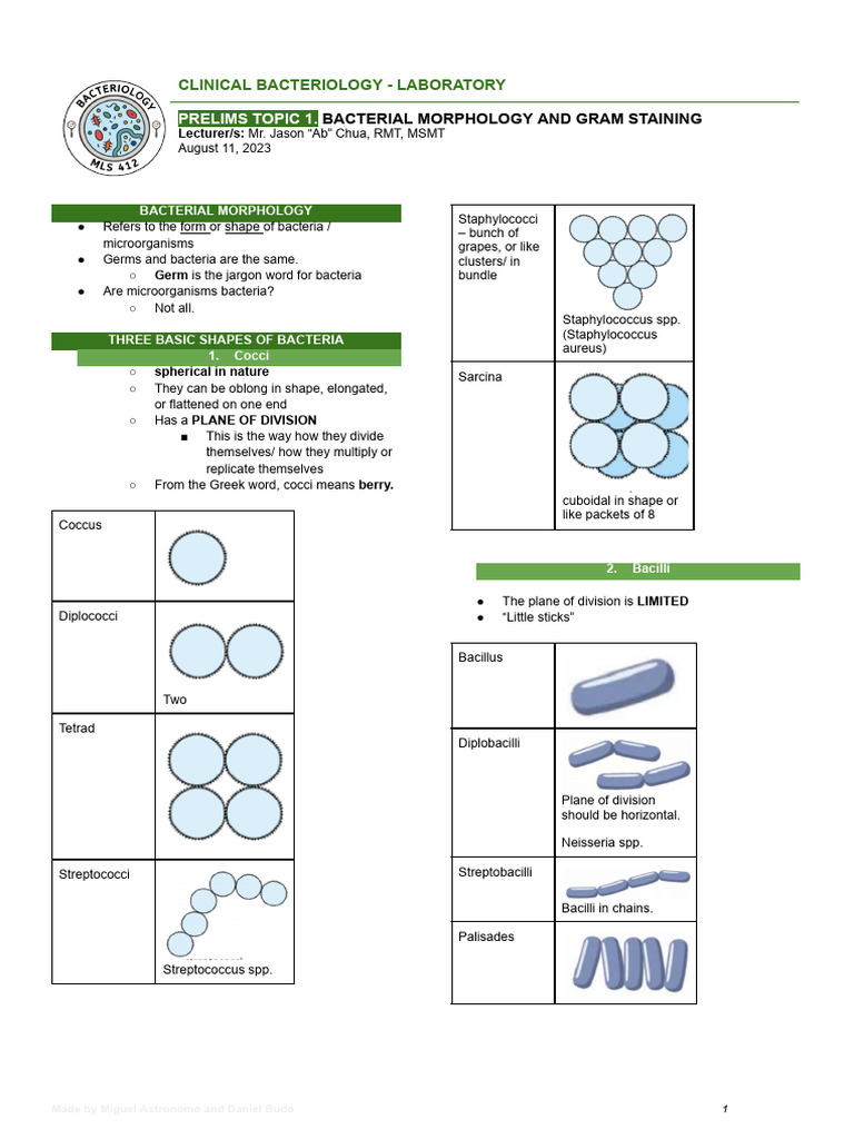 Bacterial Morphology and Gram Staining | PDF | Staining | Cytopathology
