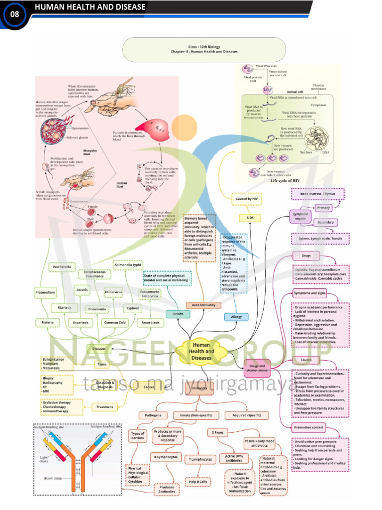 Class 12 Bio Mind Map Chapter - 7 Human Health and Disease | PDF ...