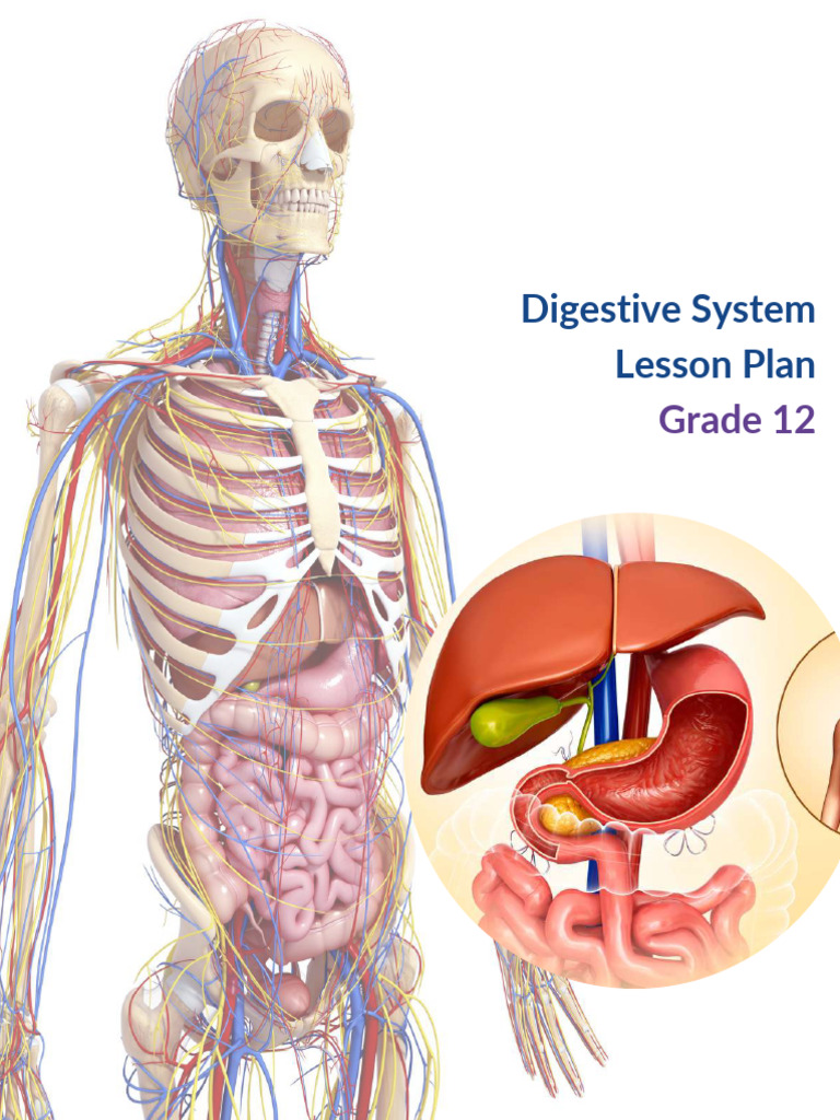 Digestive System Lesson Plan Overview | PDF | Pancreas | Stomach