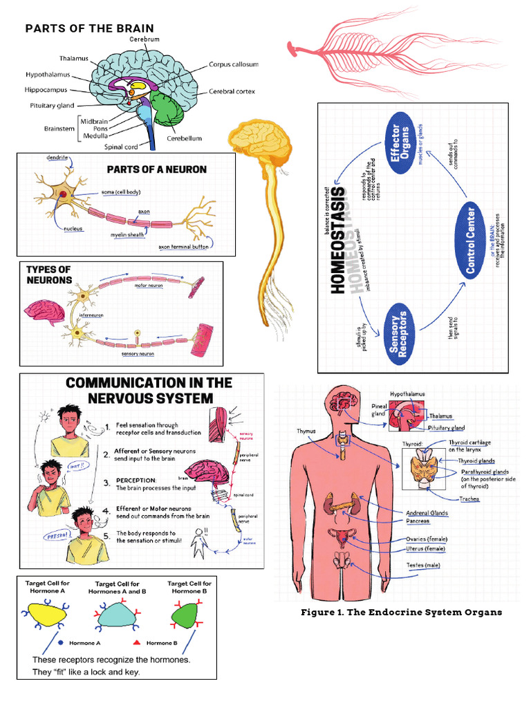 Biology 10 Printing Cut Outs | PDF