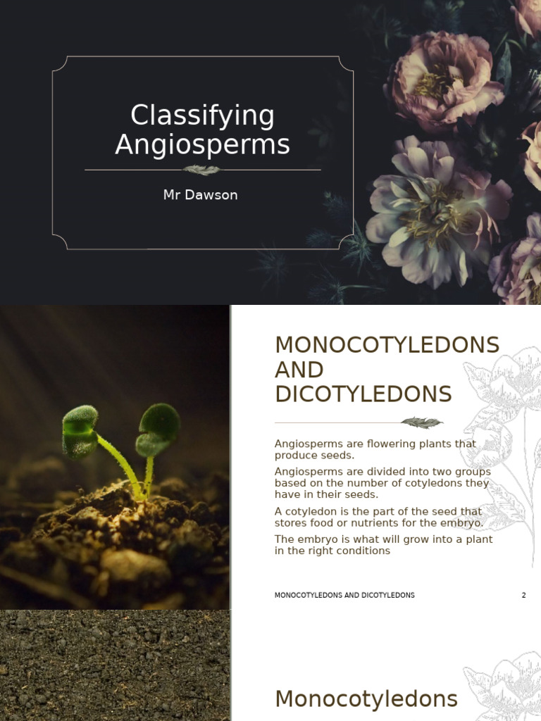 Classifying Angiosperms | PDF